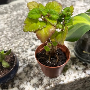 Bonsai Mint plectranthus Ernstii Caudex - Etsy