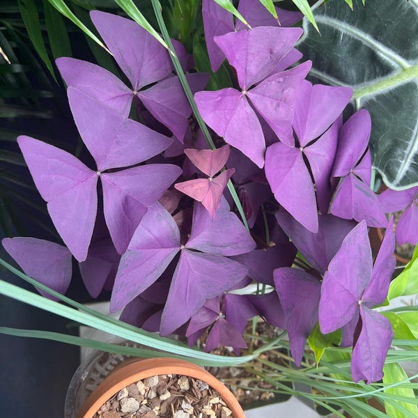 20+ Cercis Siliquastrum Judas Tree Seeds Mediterranean Redbud Flower ...