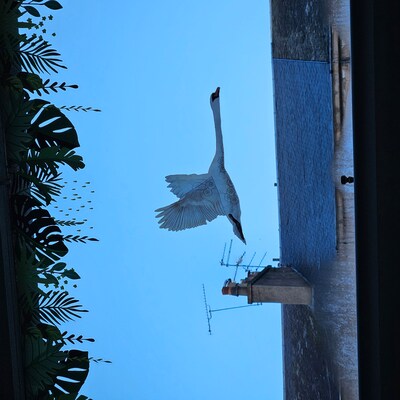 Flower Pots Window Stickers 10 Individual Colourful Flowers in Pots ...