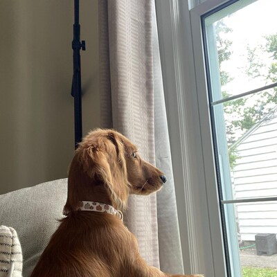 Retro Checkered Cat Collar With Bell, Colorful Male Cat Breakaway ...