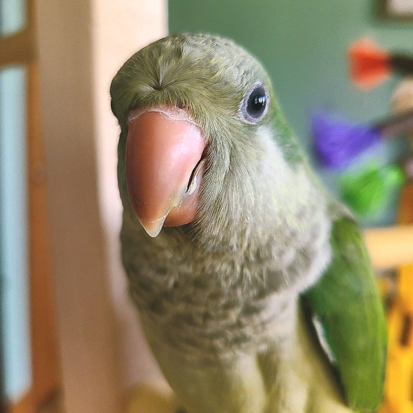 Handcrafted Cozy Bird Tent With Perch, Anti Pill Fleece for Any Size ...