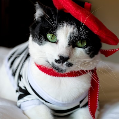 Complete French Cat Outfit Cat Beret Ascot and Striped Shirt - Etsy