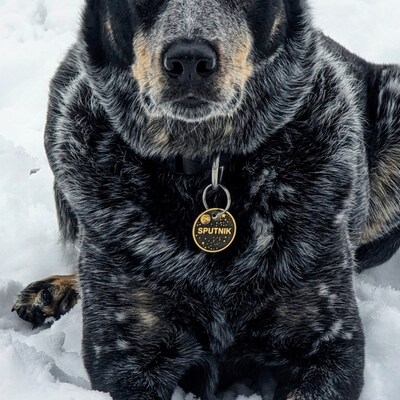 Luna Dog Tag, Pet ID Tag, Personalized Dog Tag, Microchip Pet Tag ...