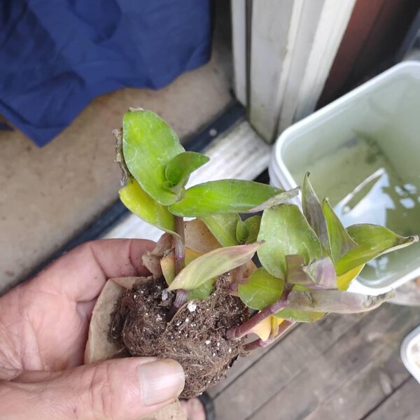 Senecio 'angel Tears' Variegata Succulent Plant - Etsy
