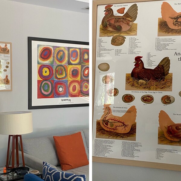 Chicken Hen Muscle Skeletal Anatomy Poster 18" X 24" Anatomical ...