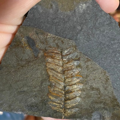 Giant Fossil Ferns Slab, Colorful Carboniferous Lonchopteris Rugosa ...
