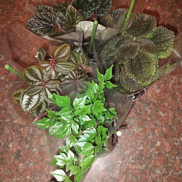 Houseplant Variety Pack (4 Plants) (4" Pots)*easy Care *assorted ...