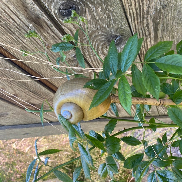 NEW for 2022! Two Hand-picked LARGE Apple Snail Shell in Handmade Jute ...