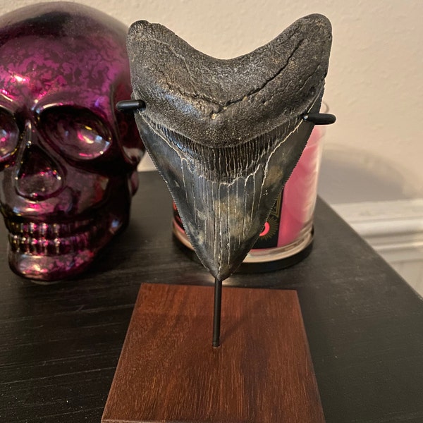 Megalodon Shark Tooth Stand - Custom Metal Bracket on a Wood Base to ...