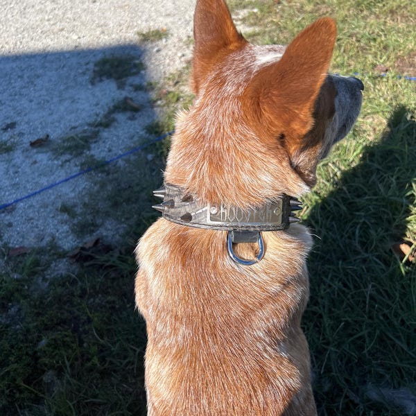 Leather Dog Collar, Personalized Name Plate, Bucket Studded Leather Dog ...