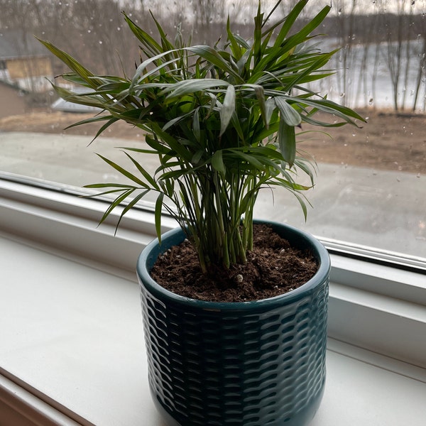 Victorian Parlor Palm (neanthe Bella Palm) - 4'' From California ...