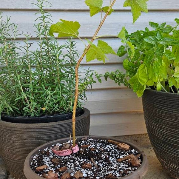 5 Surecrop June Bearing Live Strawberry Roots. Zones 5-8. - Etsy