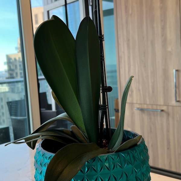 Two-tone Helix Planter | Modern Geometric Decor for Home & Office ...