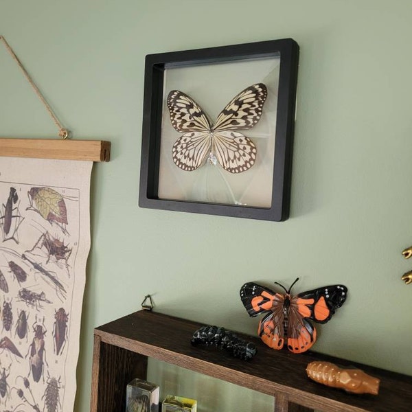 Random Butterfly in a 3D Floating Frame Displaying Full Wing Beauty ...