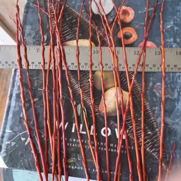Cuttings Flame Willow Tree Salix Shrubs Fresh Flower Stems Upon Order ...