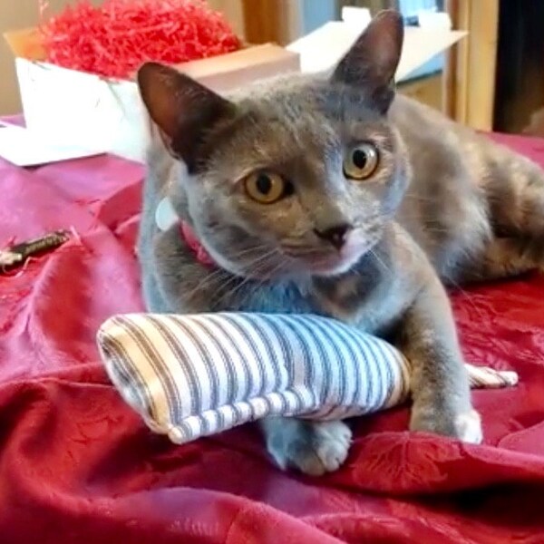 Cat Toys and Gifts - the Kitty Cuddle Collection - a Gift Box of ...