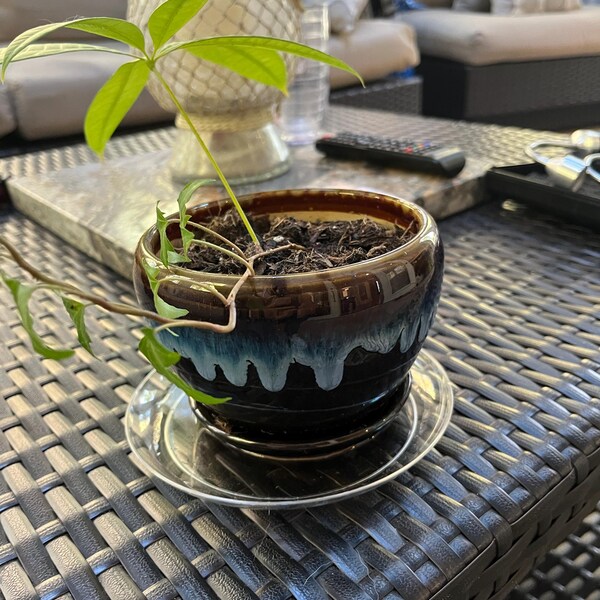 Money Tree Plant Large Fully Rooted Pachira Aquatica Money Tree Braided ...