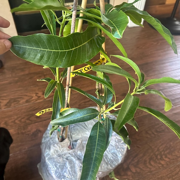 Carrie Semi Dwarf MANGO TREE GRAFTED (2-4 Feet Tall) - Etsy
