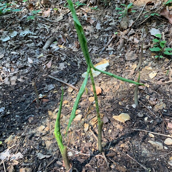 AMORPHOPHALLUS KONJAC Twenty Five (25) Bulbils - Voodoo Lily Bulb - Etsy