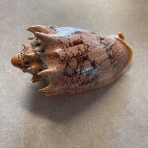 Giant Frog Seashell Bursa Bubo 1 Shell 4-5 Inches - Etsy