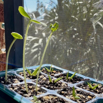 Loofah Seeds/25 Organically Grown Loofah Seeds/loofah/luffa/seed/garden ...