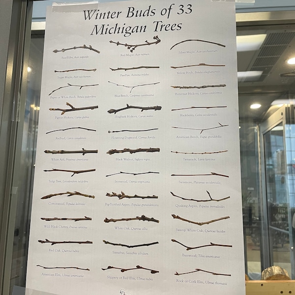 Michigan Tree Bud Poster - Etsy