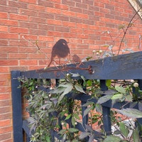 Branches Tree Garden Screen Panel Privacy Screen - Etsy UK