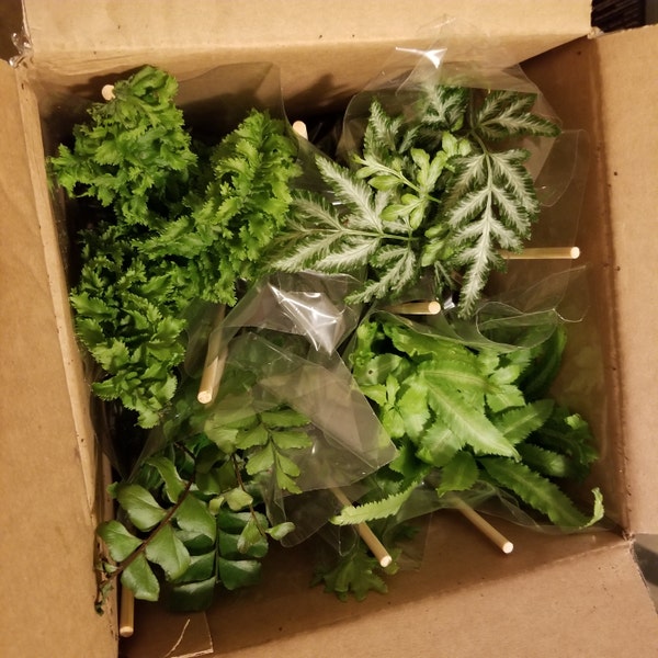 Fern Variety Pack (4 Plants) (4" Pots) - Etsy