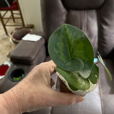 Dragon Fruit, Hylocereus 'edgar's Baby' Rooted Plant Shipped in 3 Pot ...