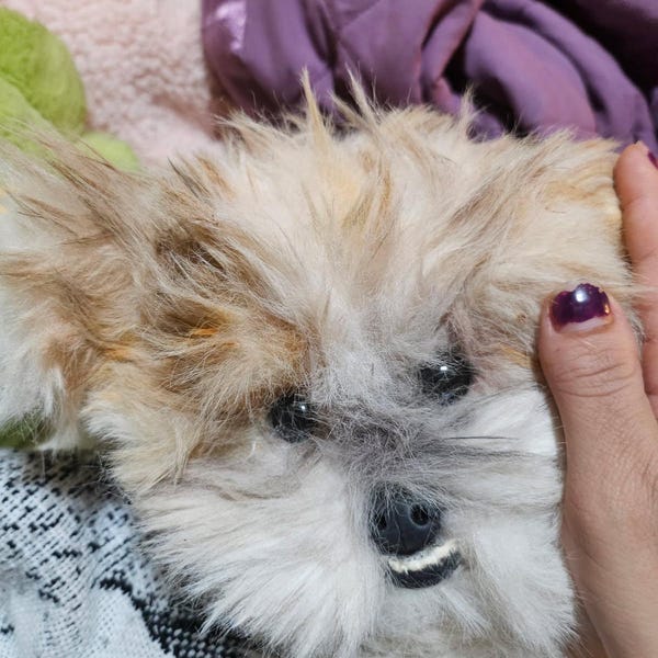 Custom Poodle Toy Plush - Handmade Realistic Dog Replica, Personalized ...