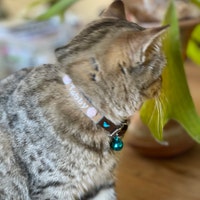 Velcro Dog Name Tag for Harness, Velcro Dog ID Tag, Custom ID for ...