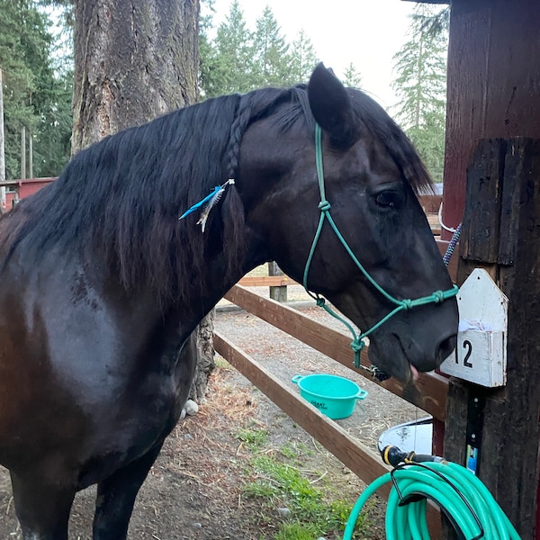 Mane Hair Extensions for Horses (perfect for Parties, Parades & Shows ...