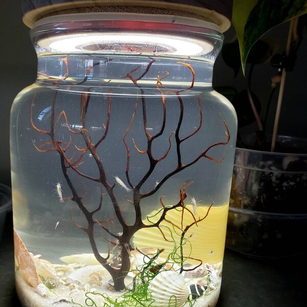 Large Shrimp Ecosphere - Closed Aquatic Ecosystem (glass, Natural ...