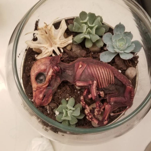 Petrified/mummified/preserved Fetal Piglet - Etsy