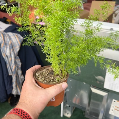 Flowerpotnursery Moonlight Fern Cretan Brake Fern Pteris Cretica Mayii ...