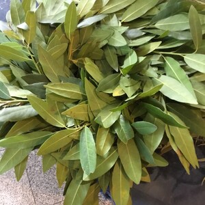 Fresh Magnolia Seeded Gunni Garland, Fresh Greenery Garland, Wedding ...