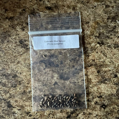 50 Blue Spruce Seeds, Colorado Christmas Trees picea Pungens Glauca - Etsy