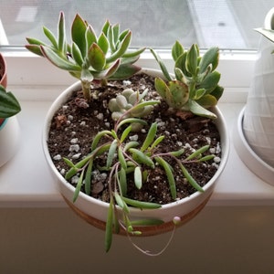 String of Little Pickles, Othonna Capensis ruby Necklace in 2 Inches ...