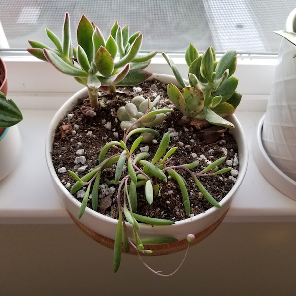 String of Little Pickles, Othonna Capensis ‘ruby Necklace’ in 2 Inches ...