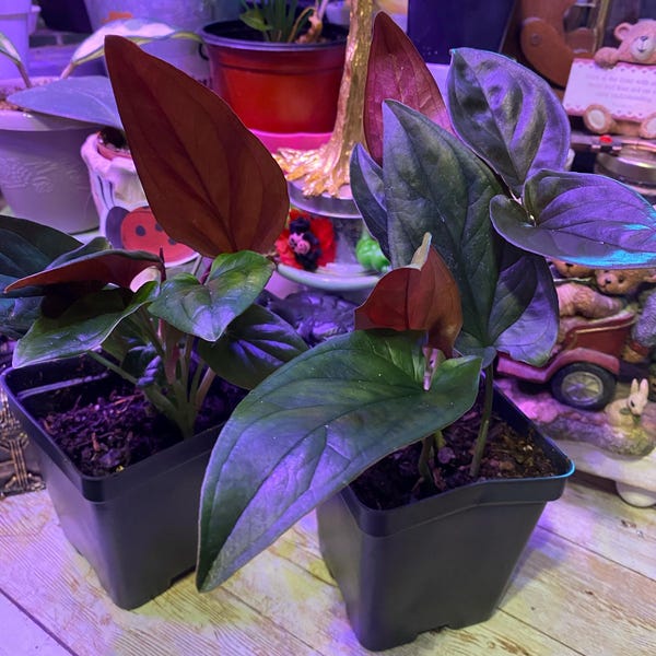 Syngonium Silver Fox/ Arrowhead Plant - Etsy