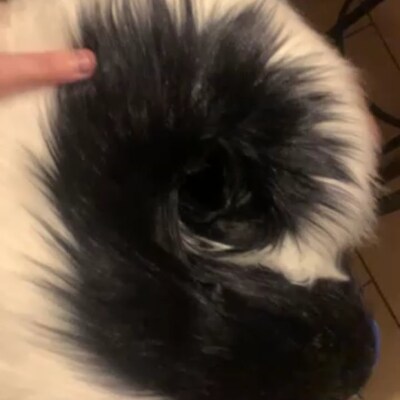 DIGITAL Digitigrade Fursuit Feet Paws Pattern for Fursuits PDF Download ...