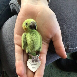 Miniature Plush Duck Realistic Bird Duckling Decoration Artist Duck ...