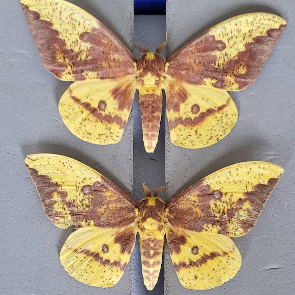 Crenis Pechueli RECTO Pink Purple Butterfly Africa - Etsy