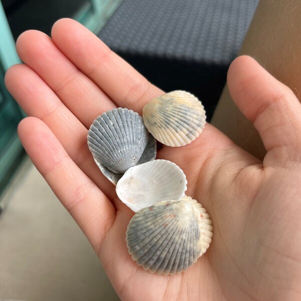 100pc Cat’s Paw Seashells - Etsy