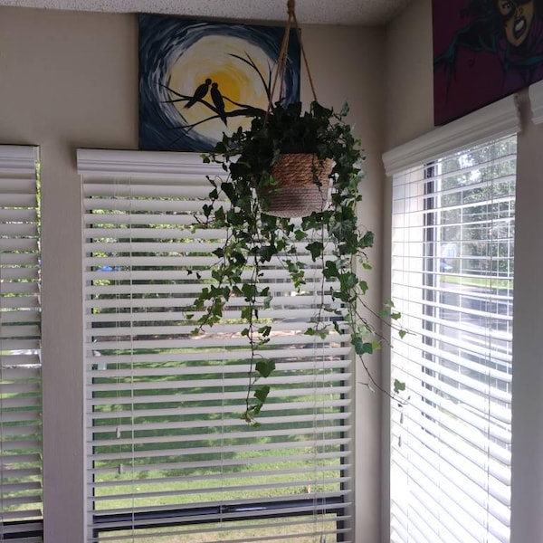 Gorgeous Large Macho Fern 6", Nephrolepis Biserrata, Giant Sword Fern ...