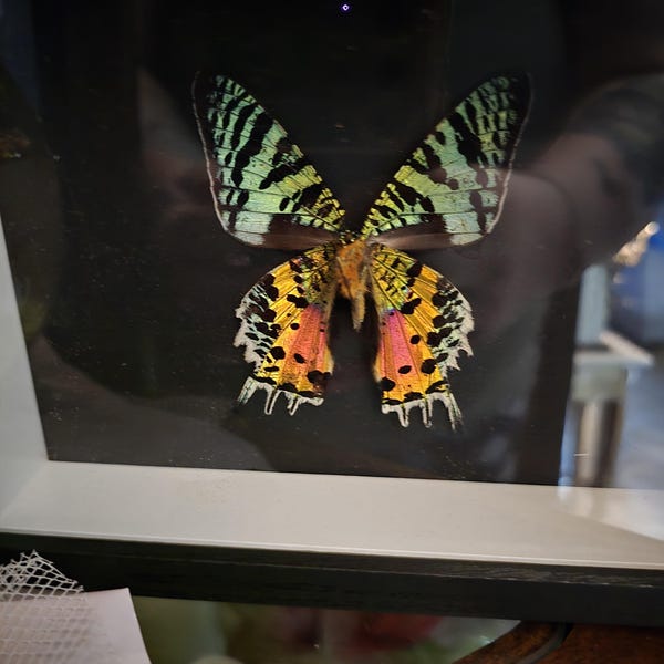 Framed Black Mimathyma Chevana Butterfly Home Decor China - Etsy