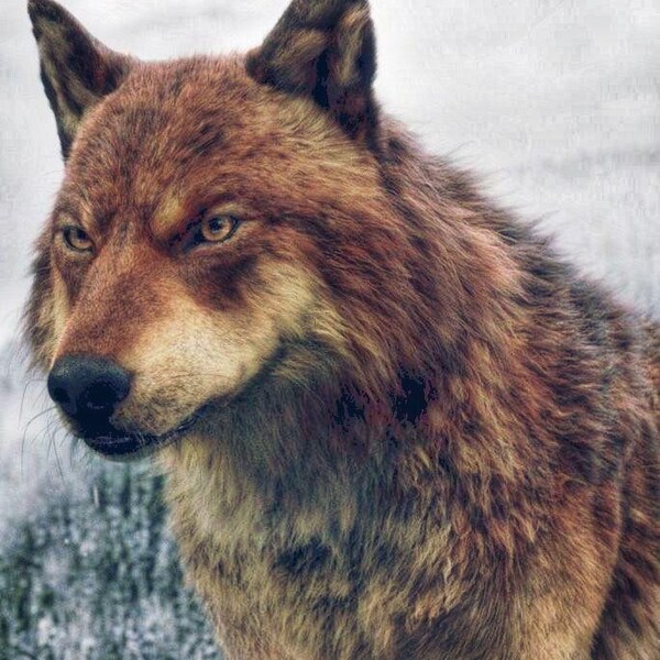 Spirit Animal Tarot Reading: Discover Your Guide (same Hour) - Etsy New ...