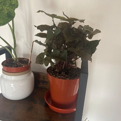 85 100cm Monstera Deliciosa Taurii XL Swiss Cheese Plant 27cm Pot House ...