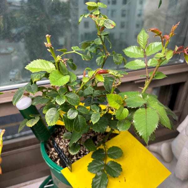 Rare New Rose. Red Juicy Terrazza. 红果汁，flower Machine. Continue ...