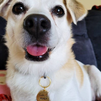 Pet ID Tag Swarovski Butterfly Dog Tag Rhinestone Gems Dog - Etsy